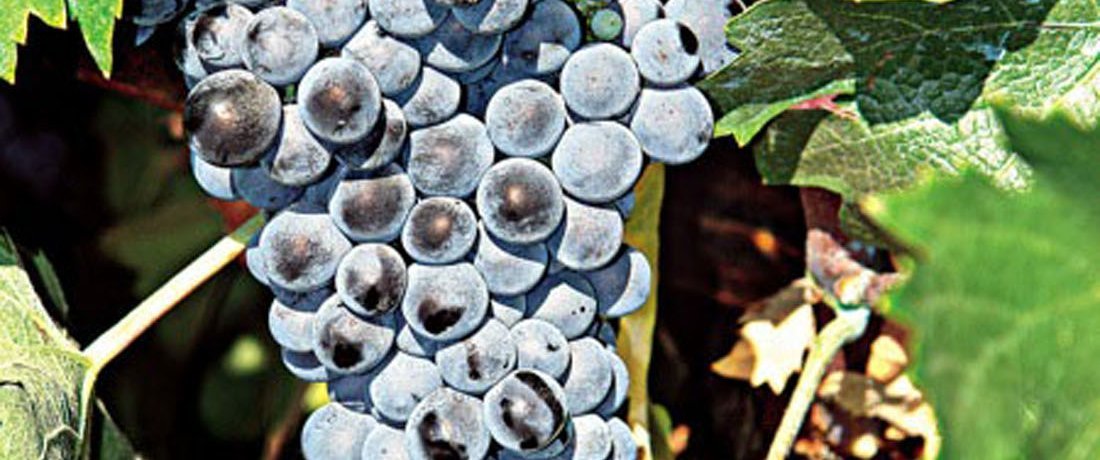 Agiorgitiko – Getaggt "Bizios Estate" – The Winehouse Switzerland